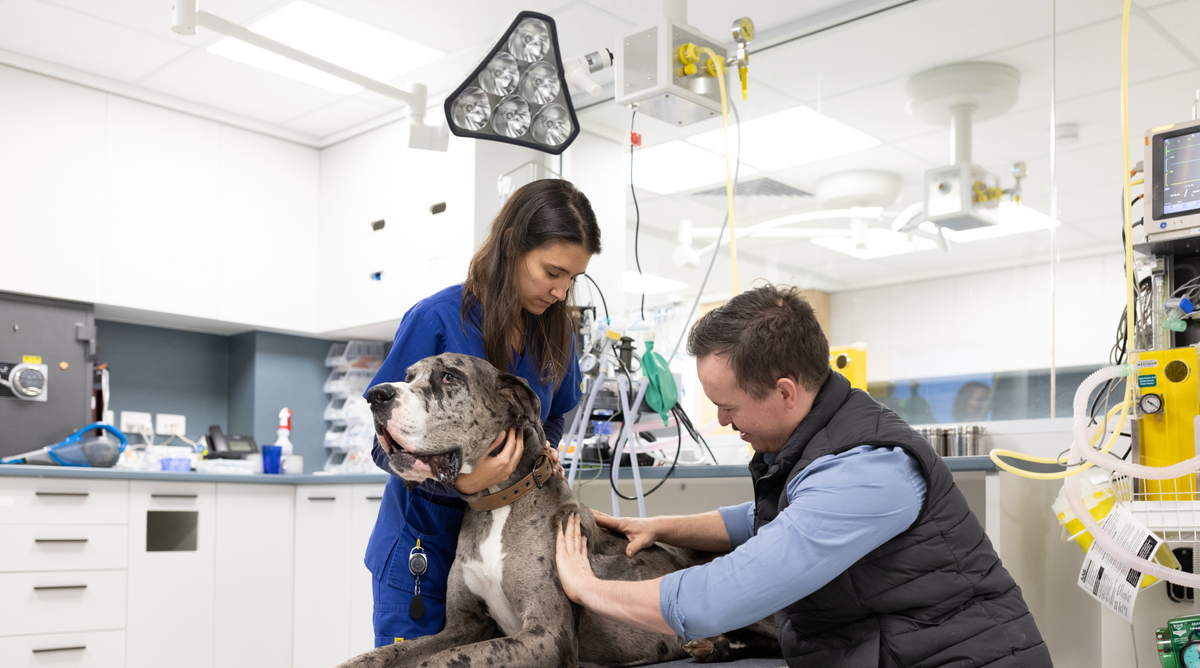 Medical Gas Reticulation – MQ Vet